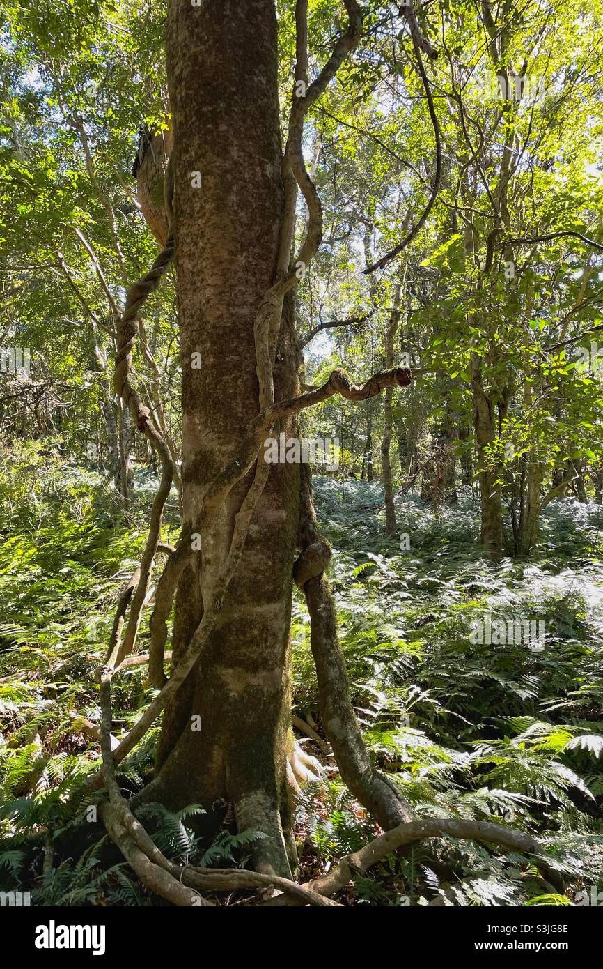 Vines trees rainforest hi-res stock photography and images - Alamy