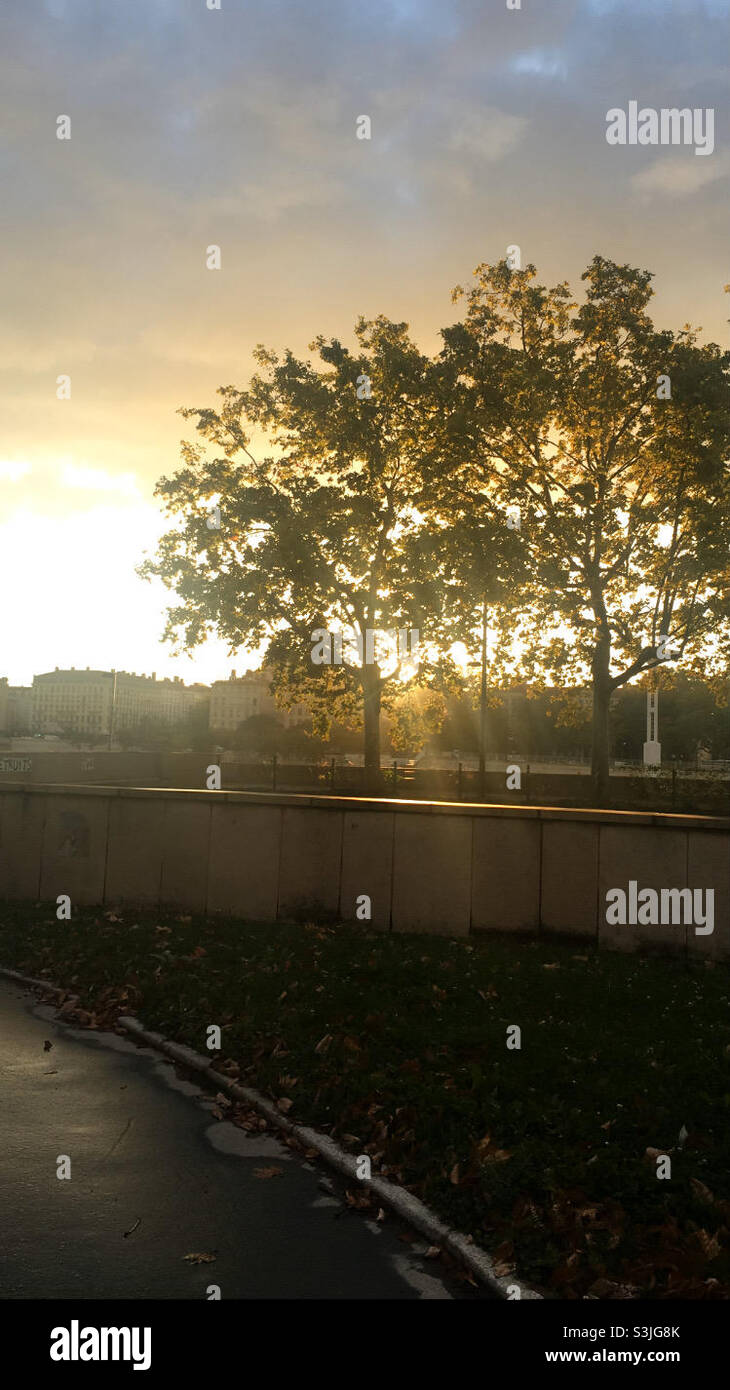 Golden light trees hi-res stock photography and images - Alamy