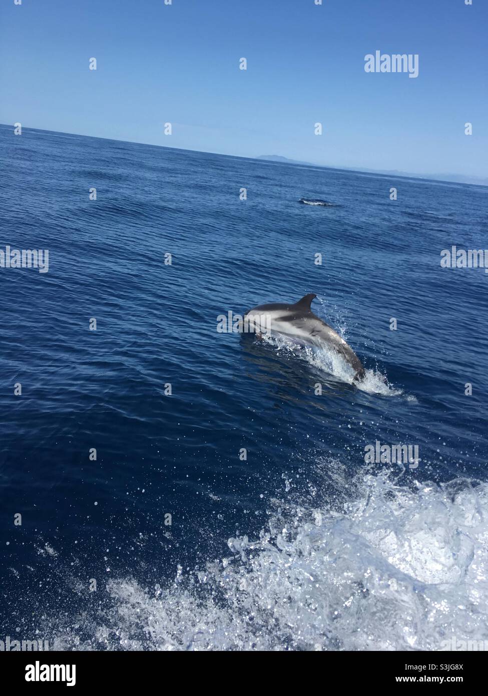 Dolpin High Resolution Stock Photography and Images - Alamy