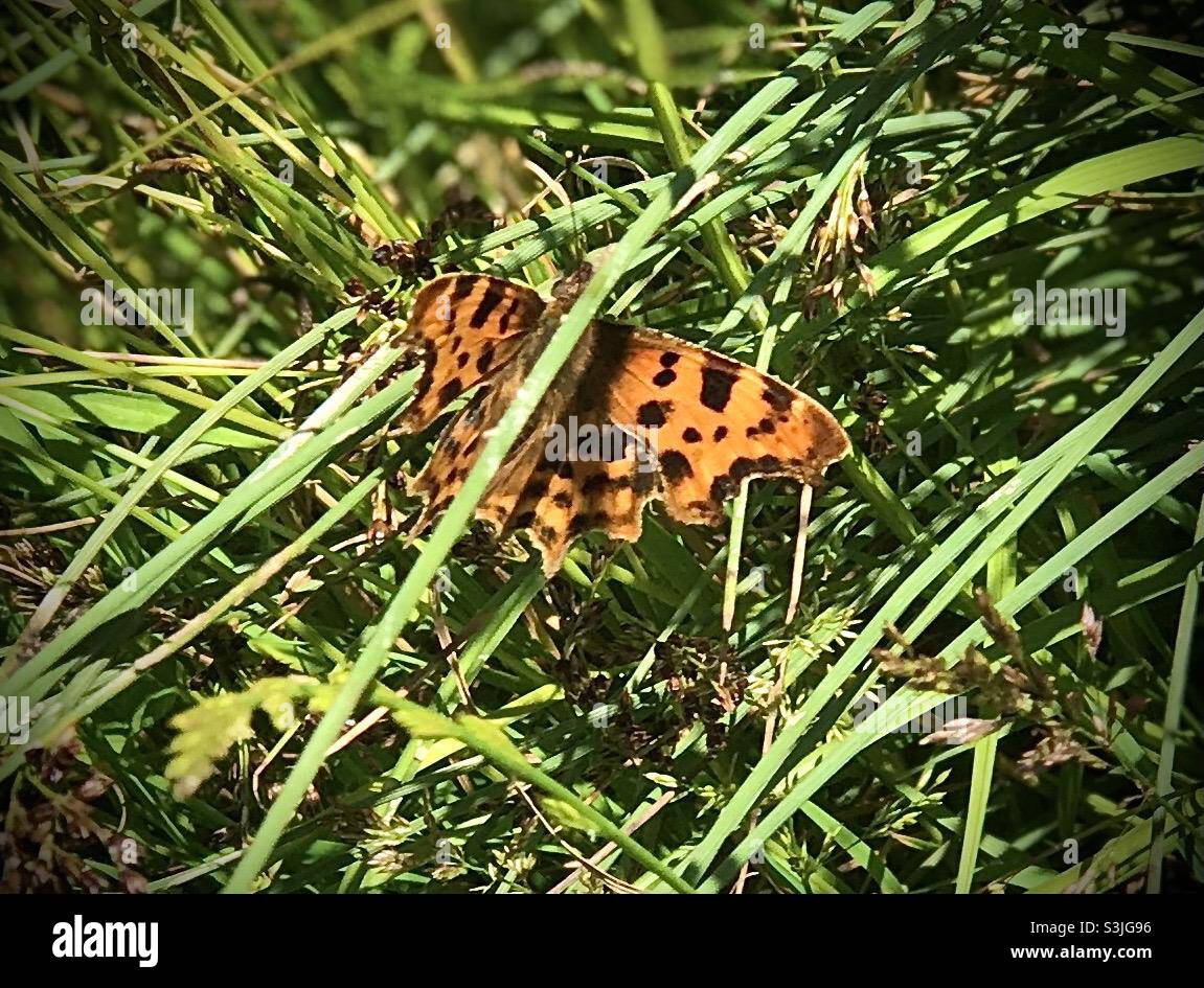 Orange comma butterfly hi-res stock photography and images - Alamy