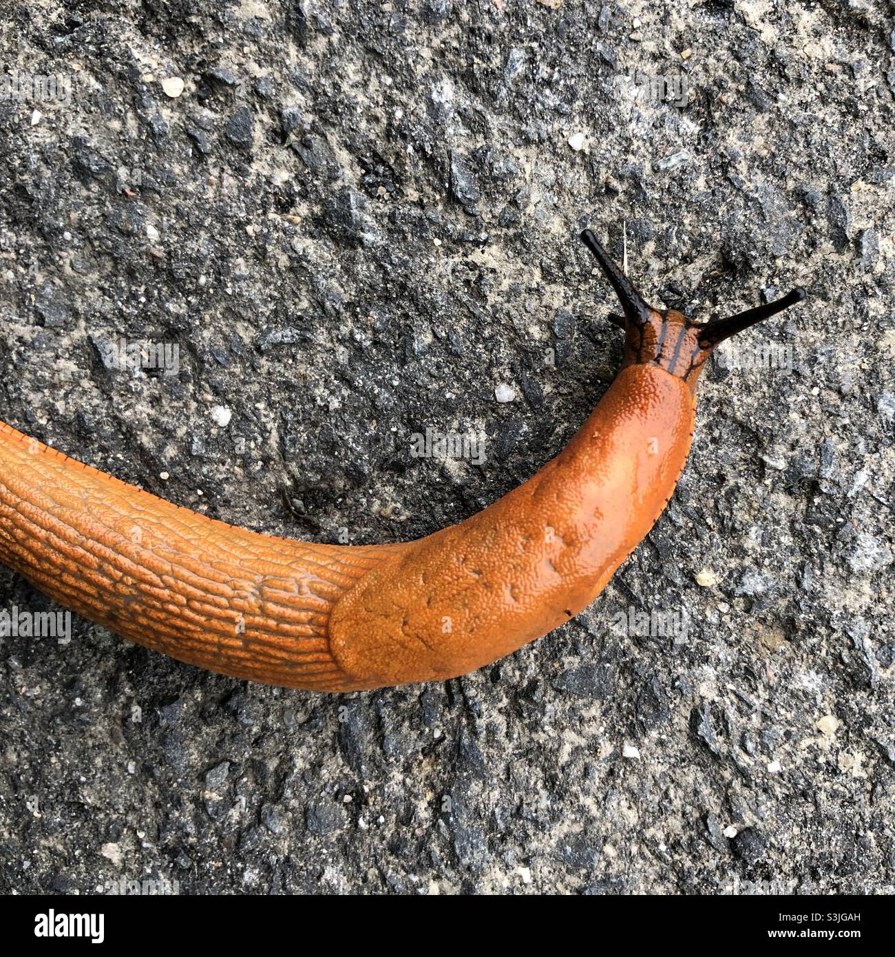 Arion rufus hi-res stock photography and images - Alamy