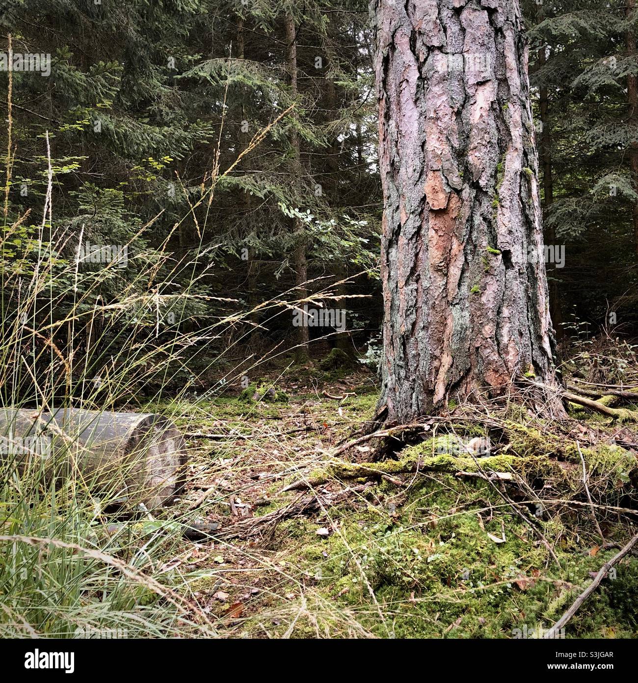 Pinus pine tree hi-res stock photography and images - Alamy