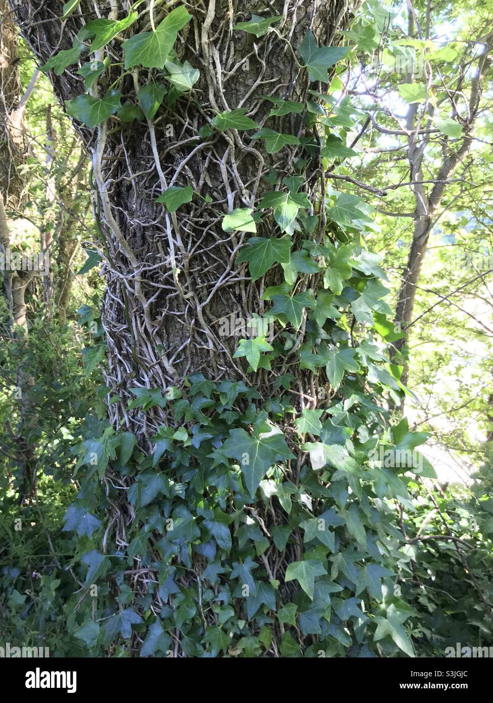 Tree roots wrapped hi-res stock photography and images - Alamy