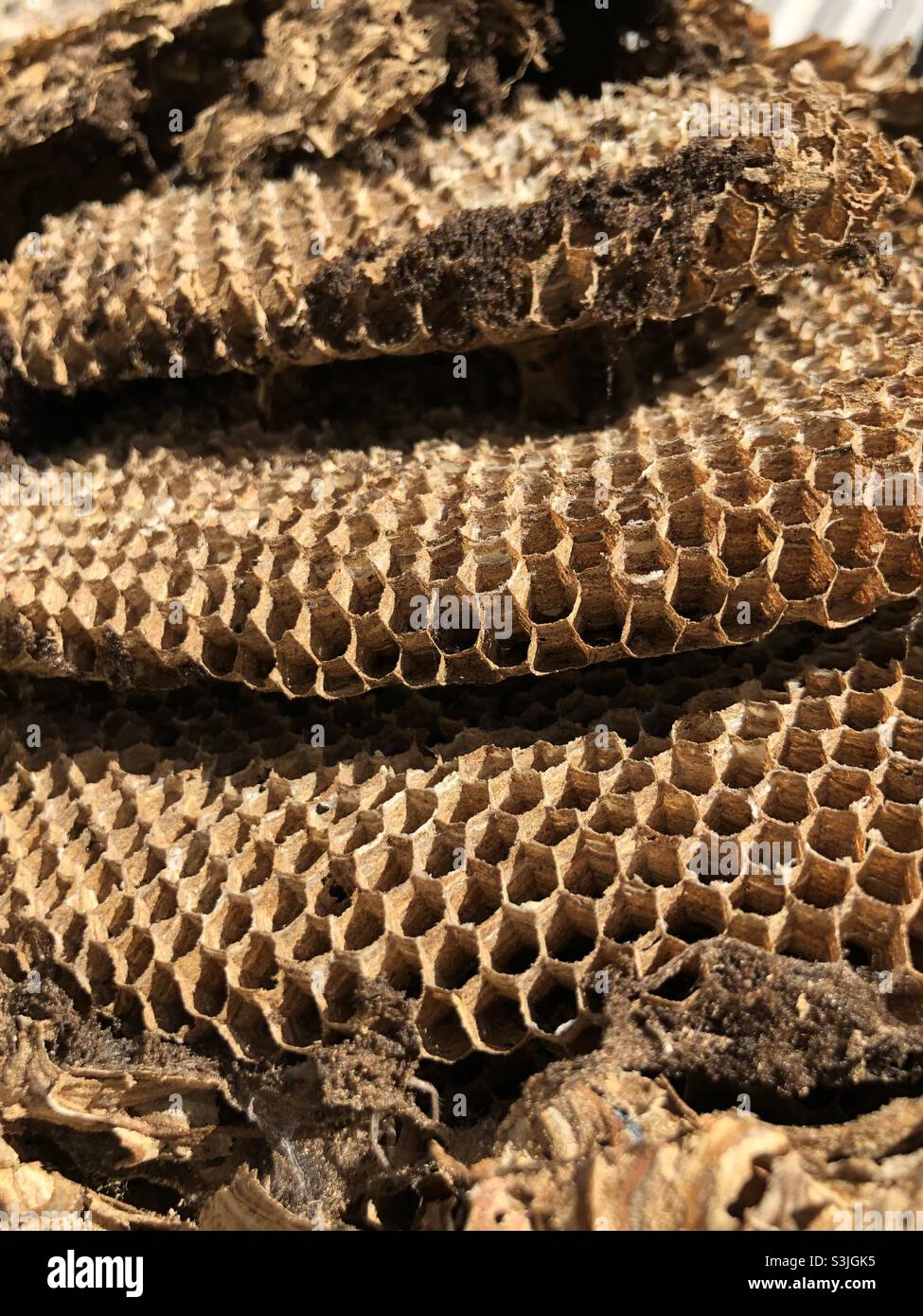 Old wasps nest hi-res stock photography and images - Alamy