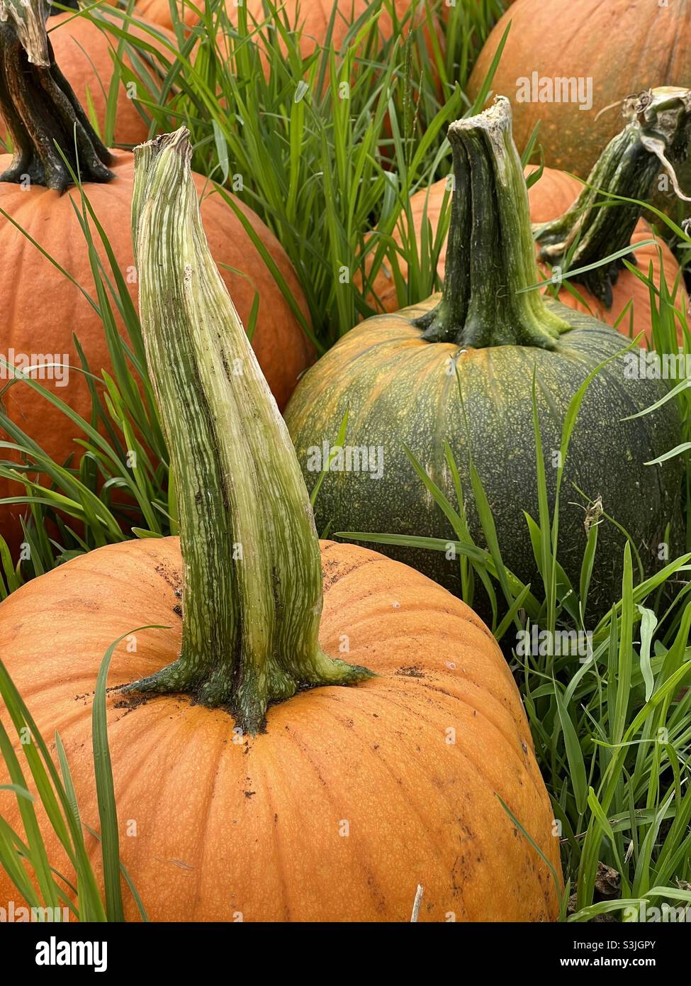 Unique stems hi-res stock photography and images - Alamy