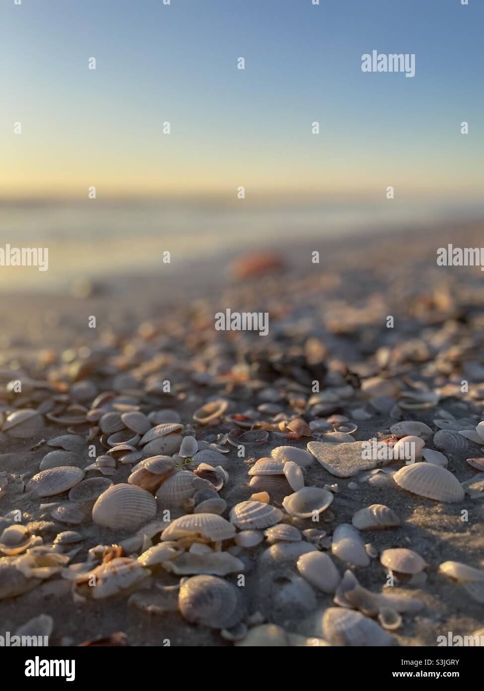 Set of shells hi-res stock photography and images - Alamy