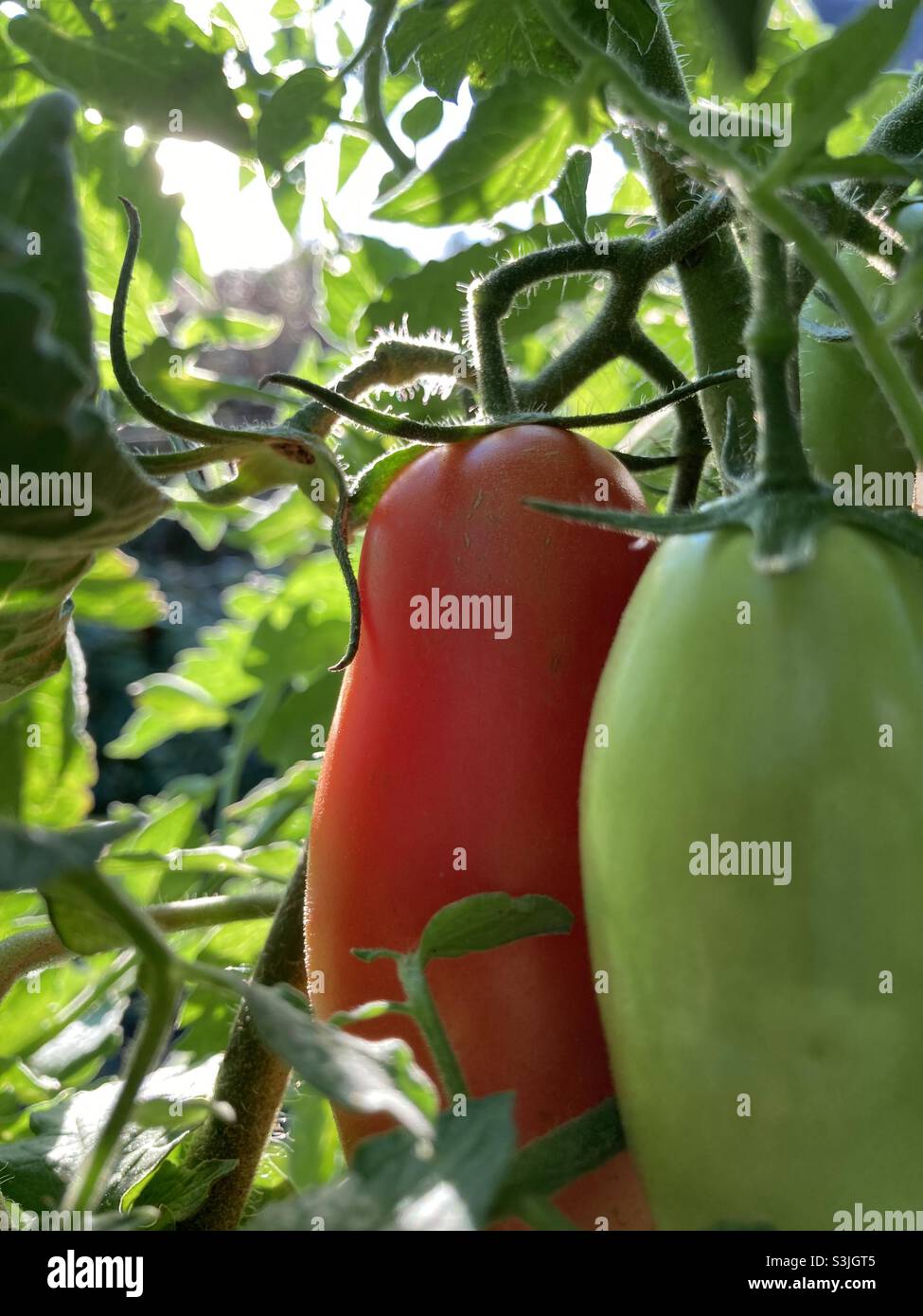 Tomato 'roma' vine hi-res stock photography and images - Alamy