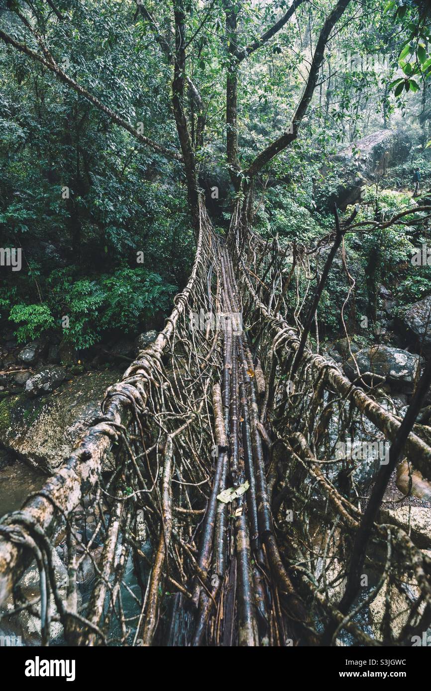 Living Root bridges in Meghalaya, India Stock Photo - Alamy
