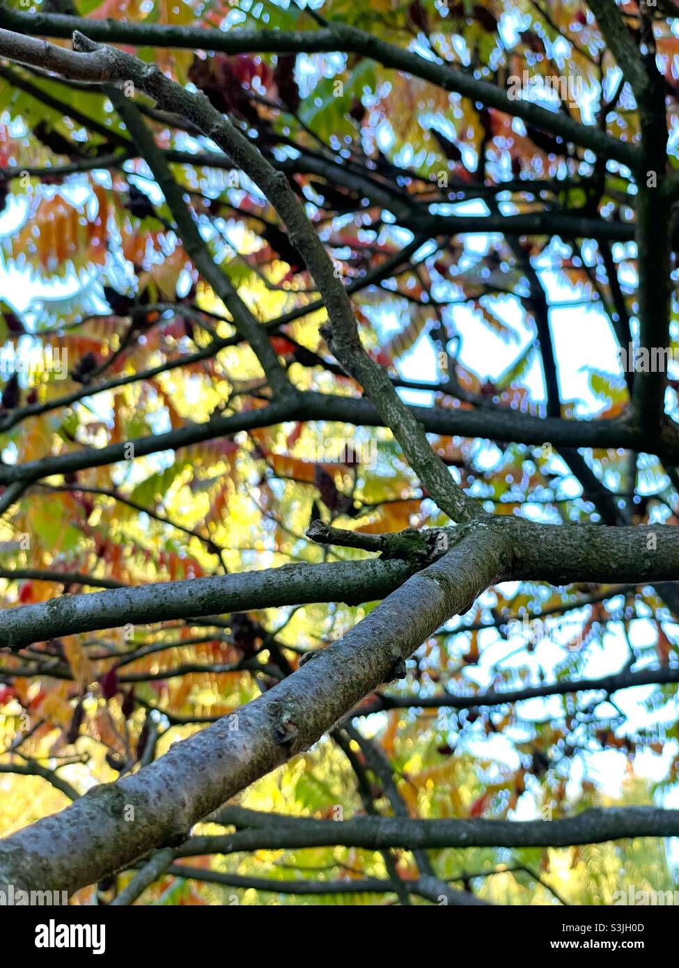 Wonderful tree hi-res stock photography and images - Alamy