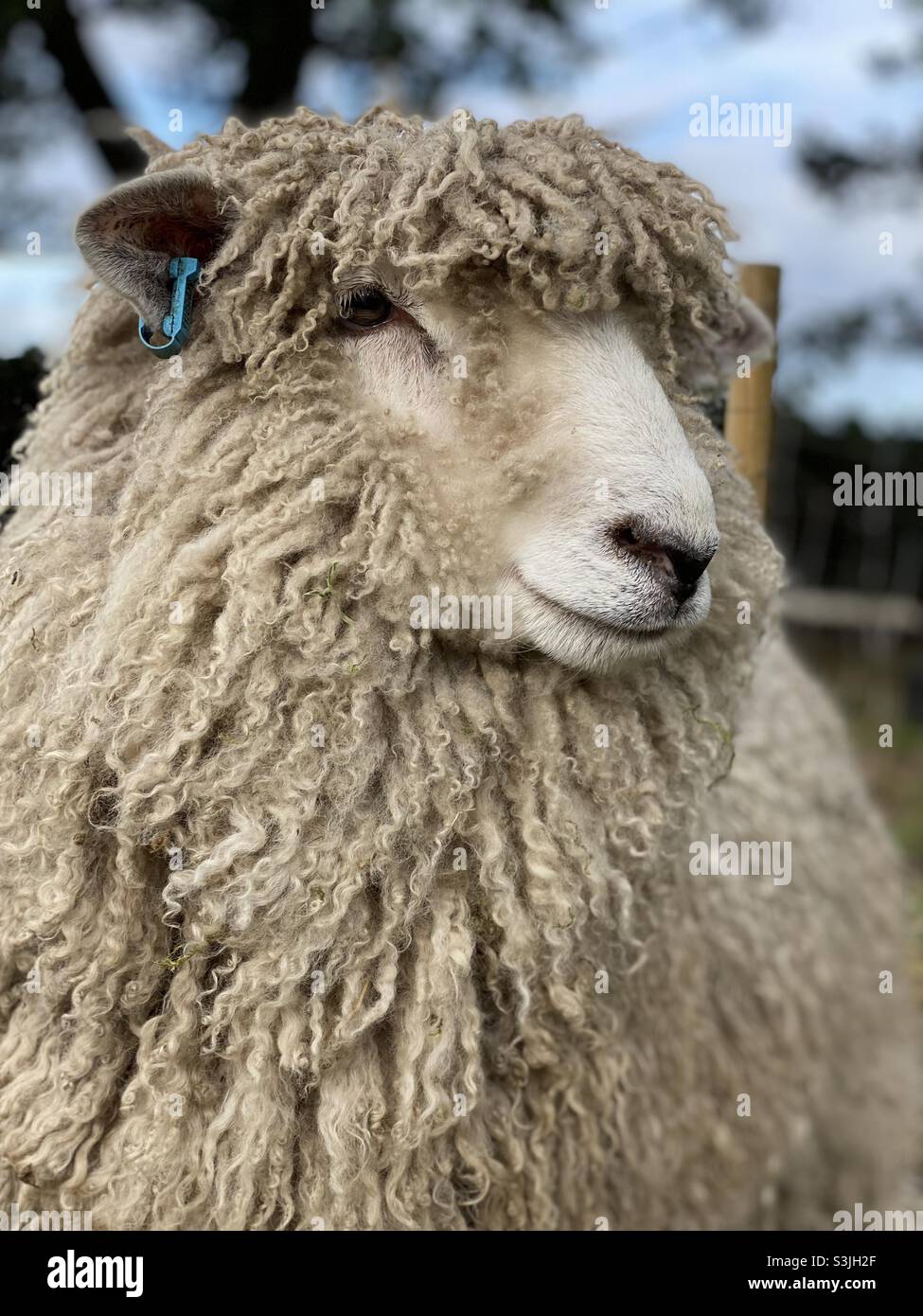 Lincoln sheep hi-res stock photography and images - Alamy