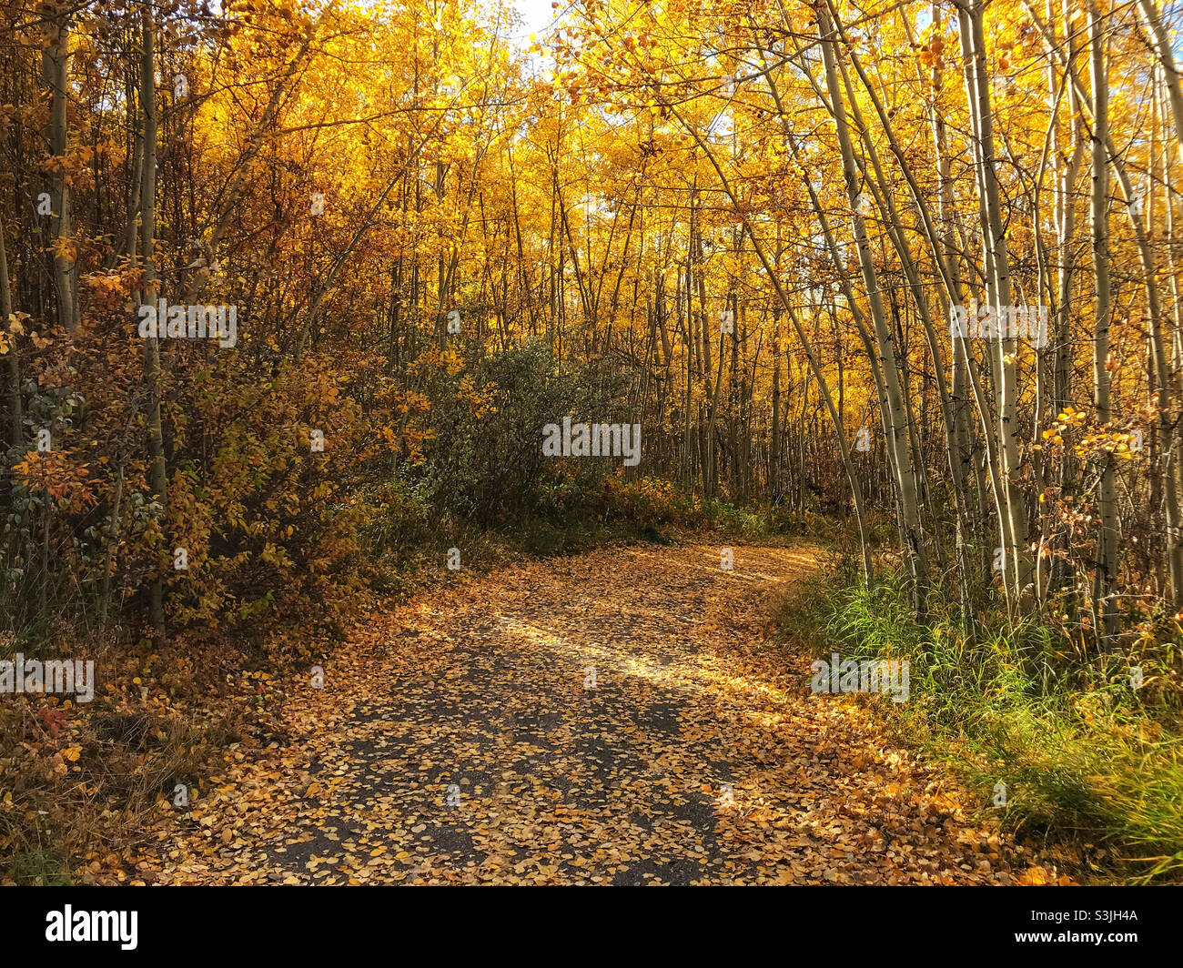Footpath through the autumnal trees, covered in fallen yellow aspen ...