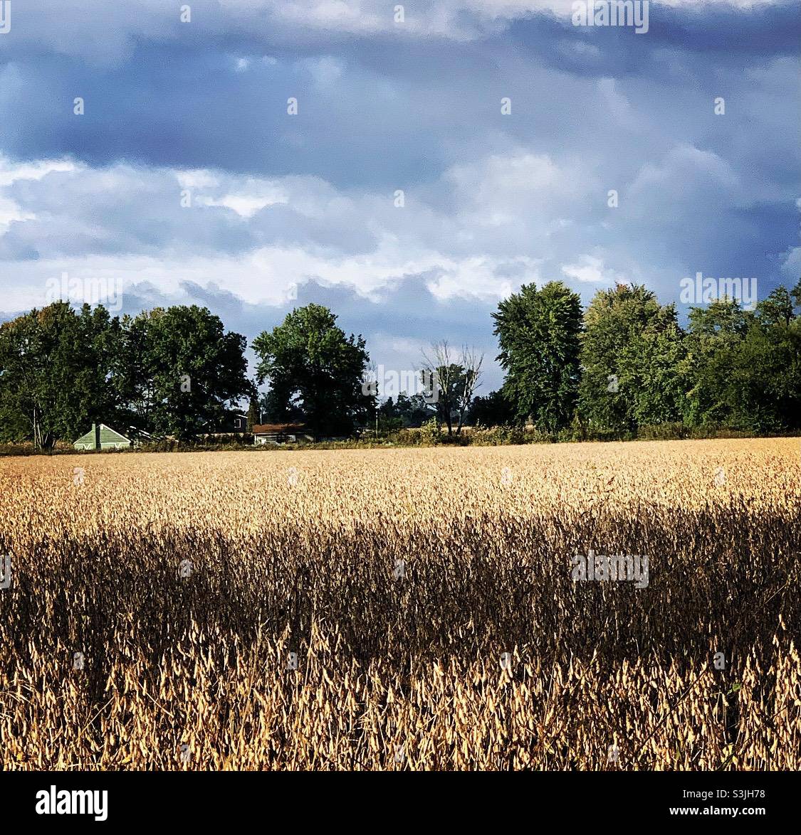 Fall fields in the Midwest in indiana Stock Photo - Alamy