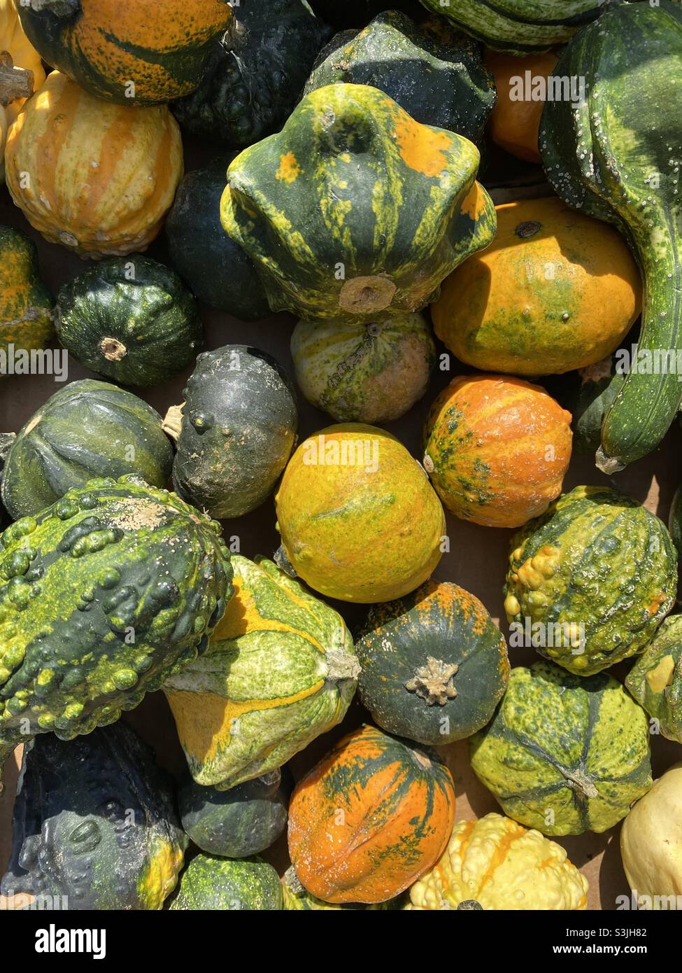 Bumpy gourds hi-res stock photography and images - Alamy