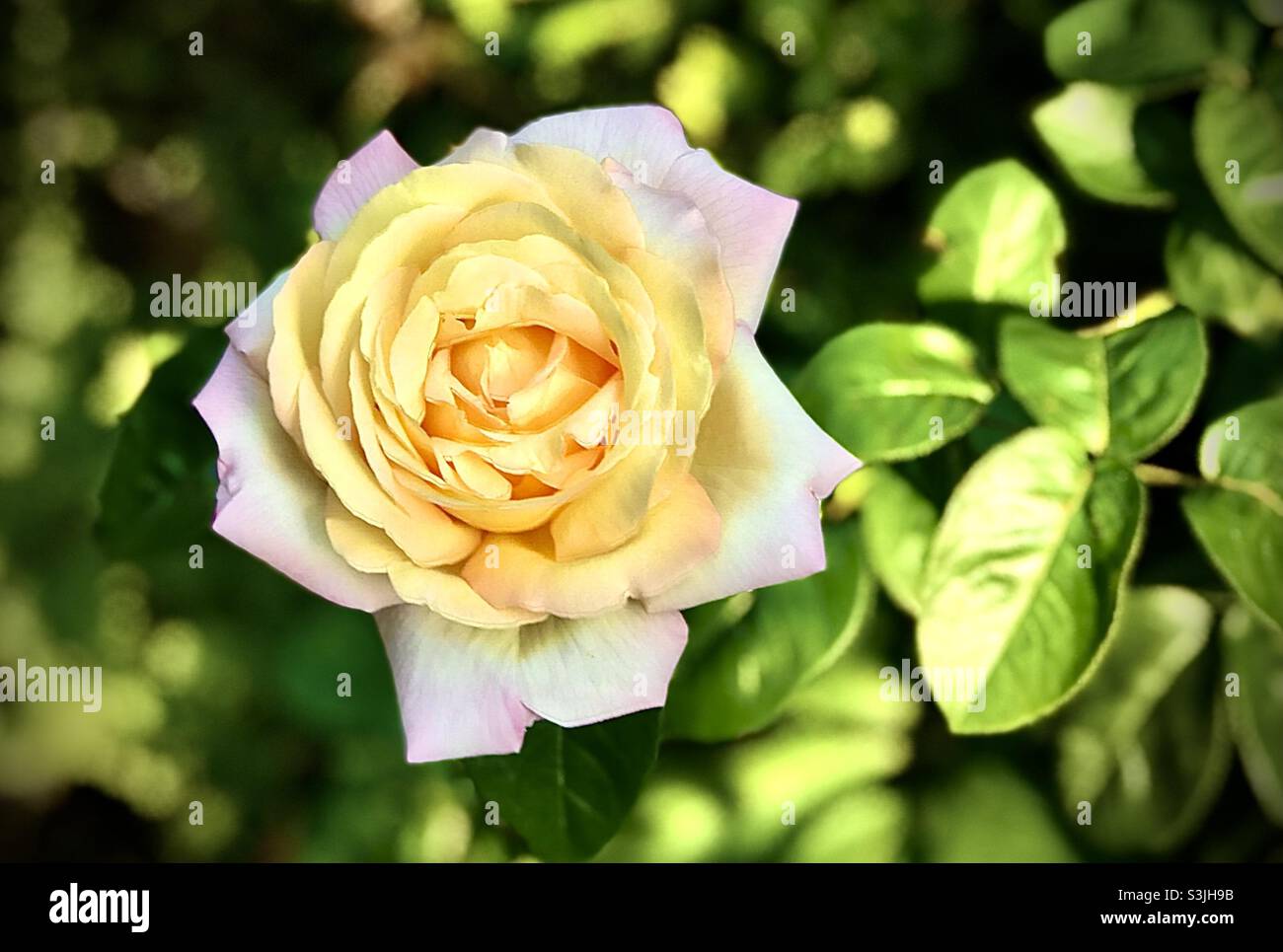 Peace rose in my garden in Popley, Basingstoke Stock Photo - Alamy