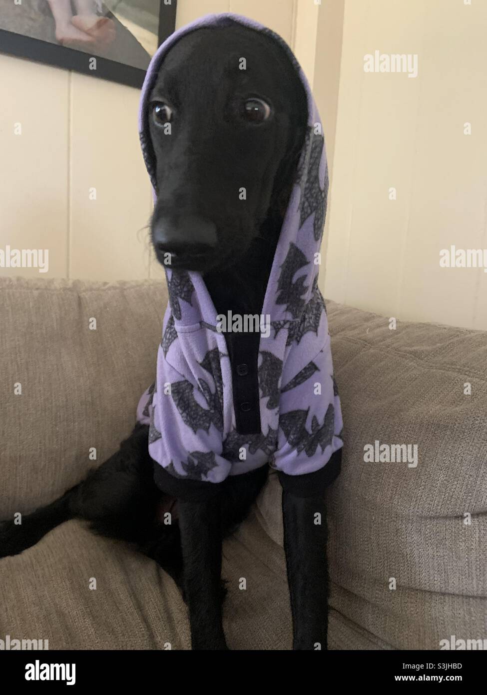 Spooky dog hi-res stock photography and images - Alamy