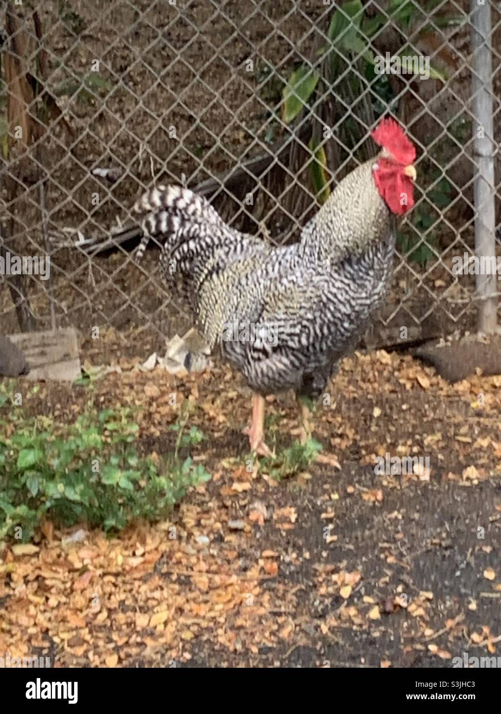 Aloha rooster hi-res stock photography and images - Alamy