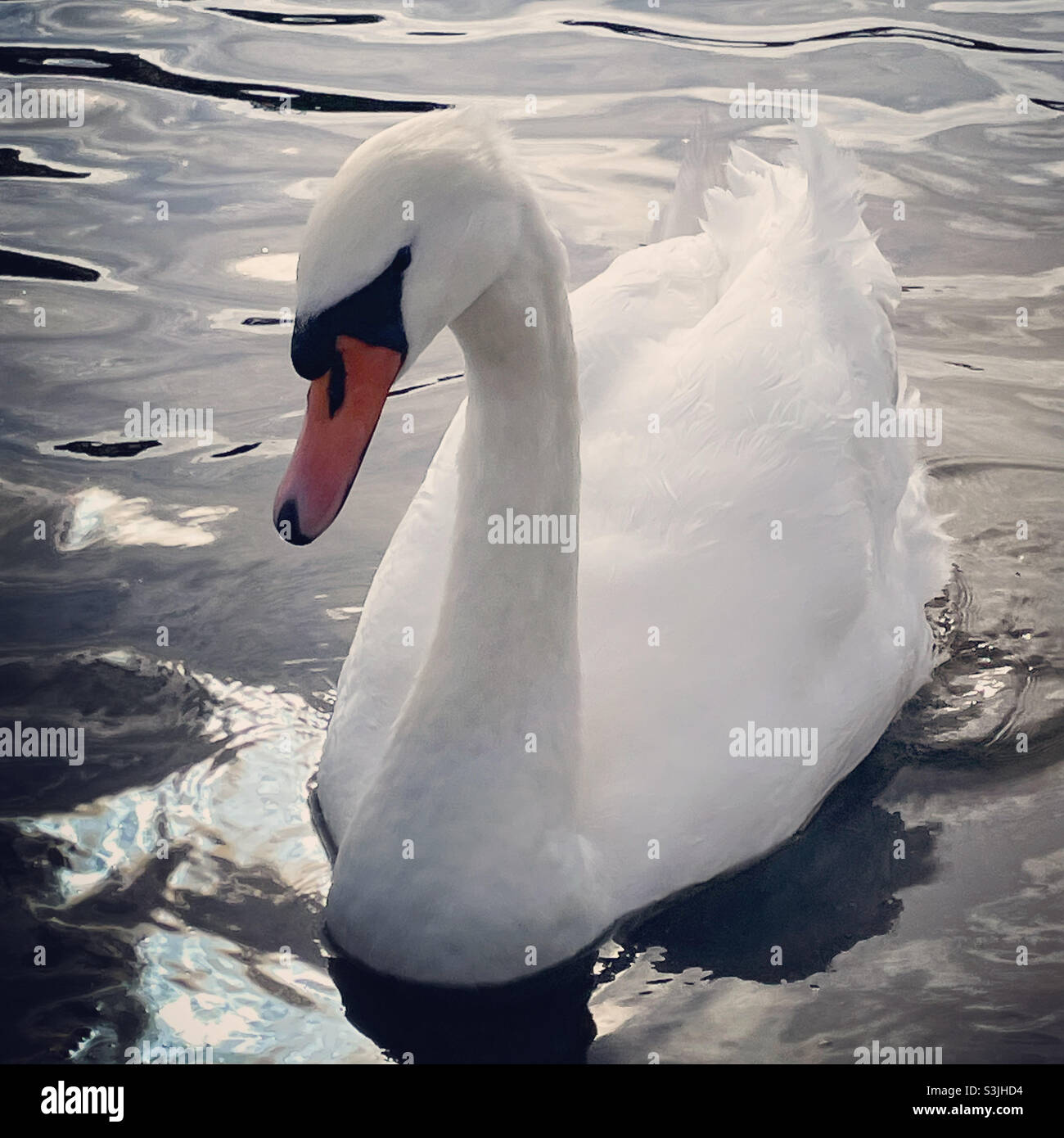 Swan on water Stock Photo - Alamy