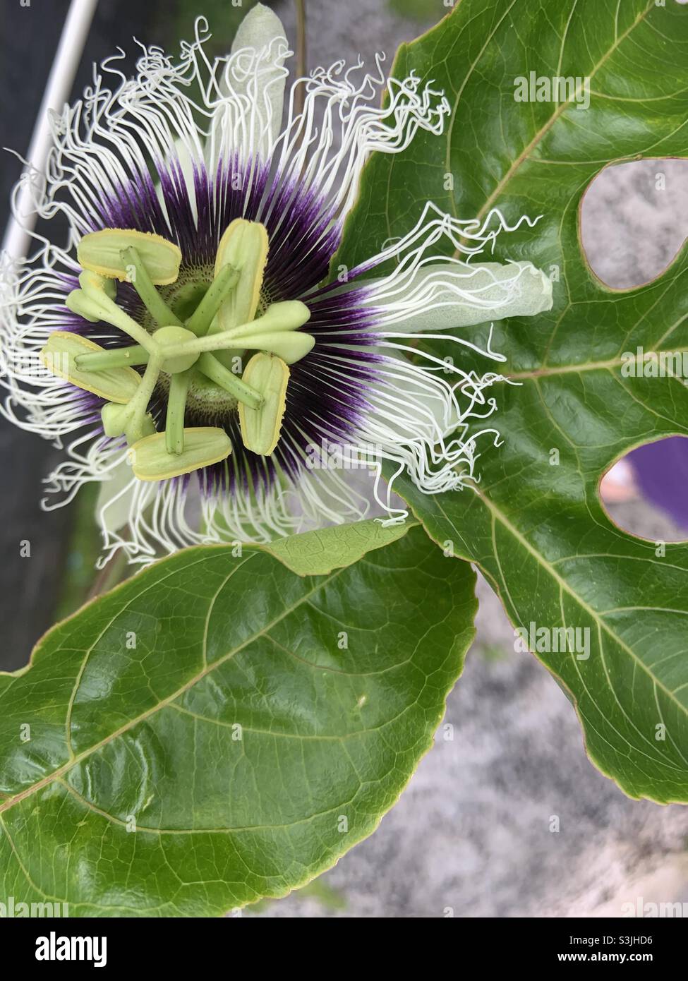 Lilikoi hi-res stock photography and images - Alamy