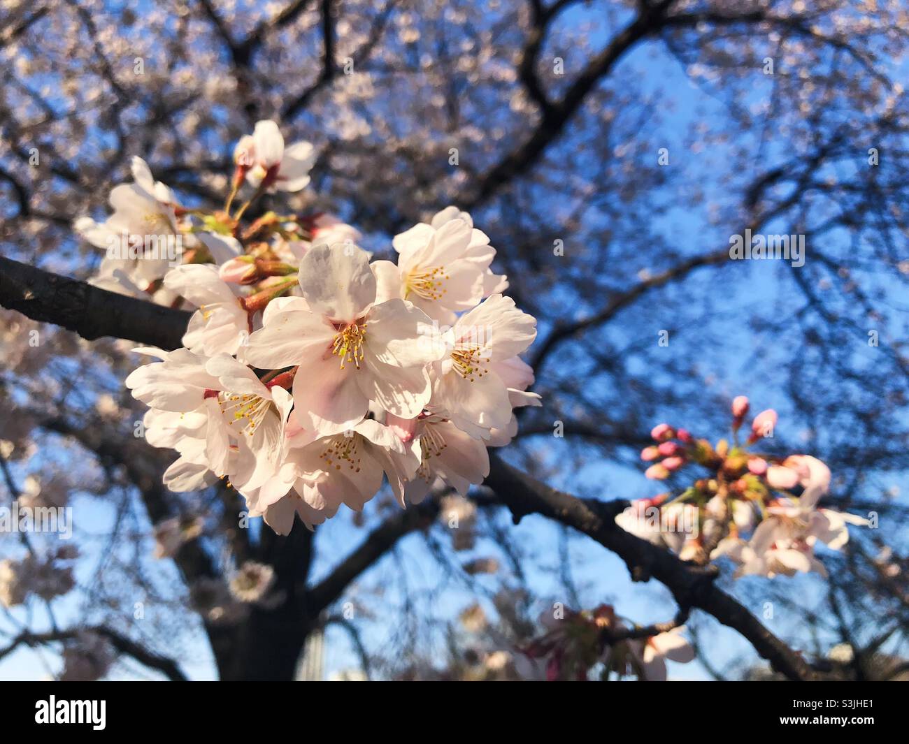 Tokyo flower hi-res stock photography and images - Alamy