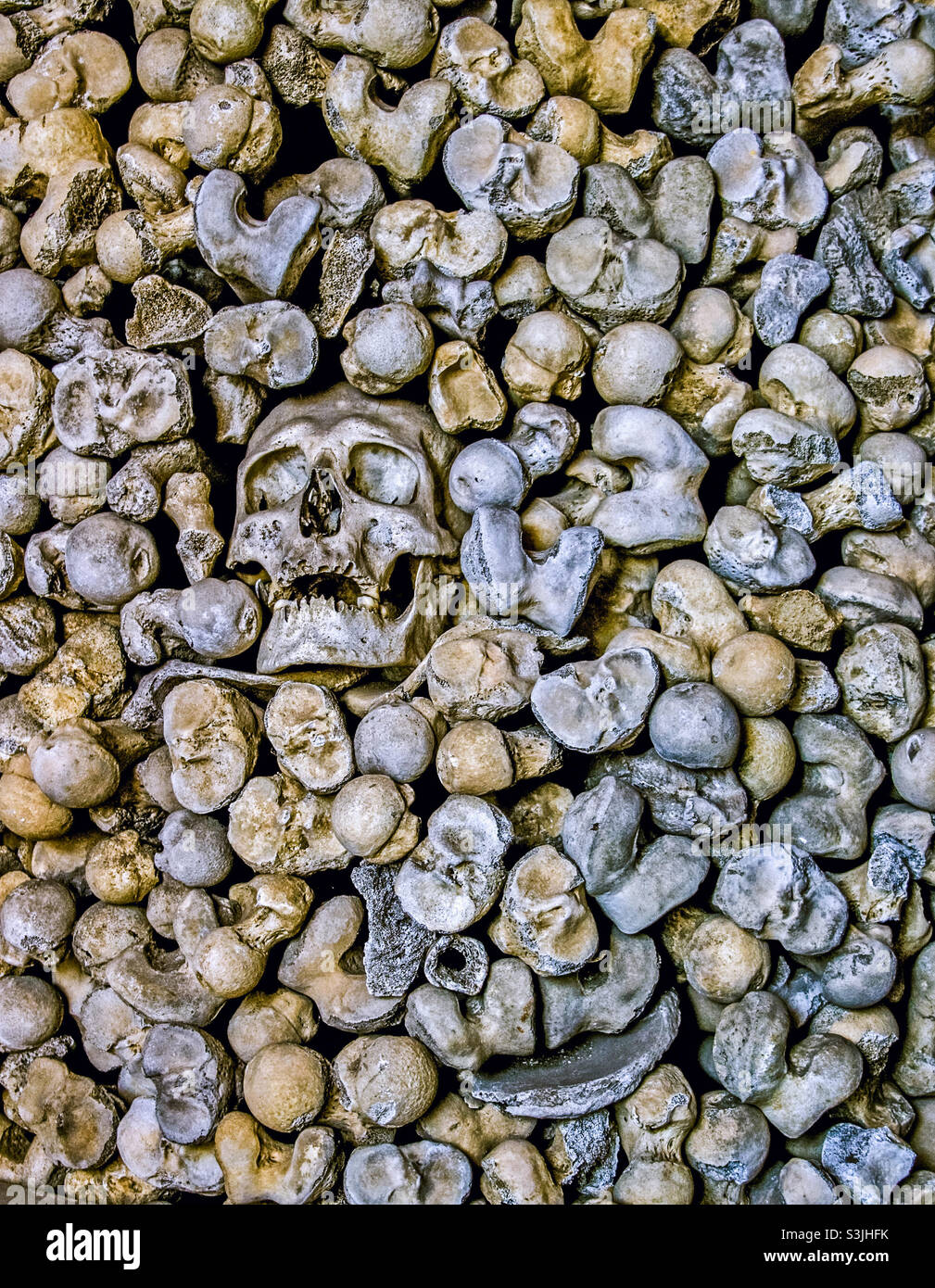 Bones calcium hi-res stock photography and images - Alamy