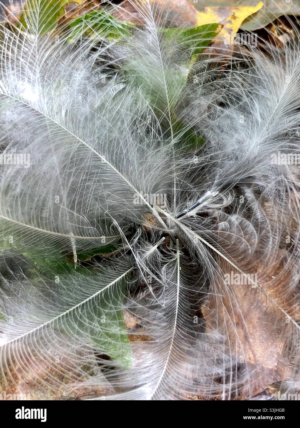 Downy feathers hi-res stock photography and images - Alamy