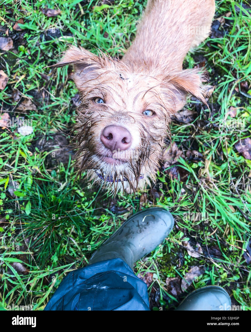 A very muddy puppy stares up at their owner on a wet autumnal day, the ...