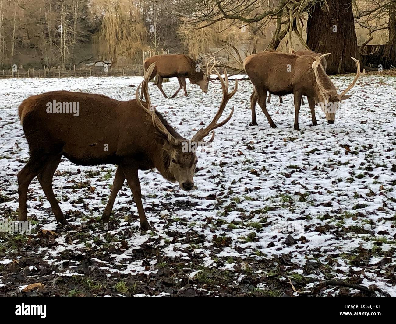 Stags and group hi-res stock photography and images - Alamy