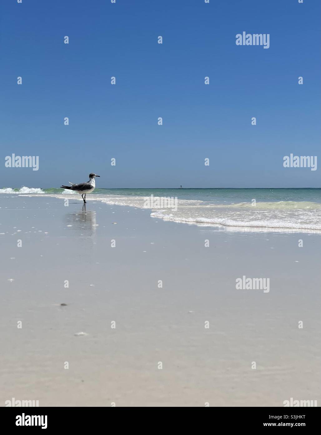 Low perspective of a seagull looking out onto the emerald colored water ...