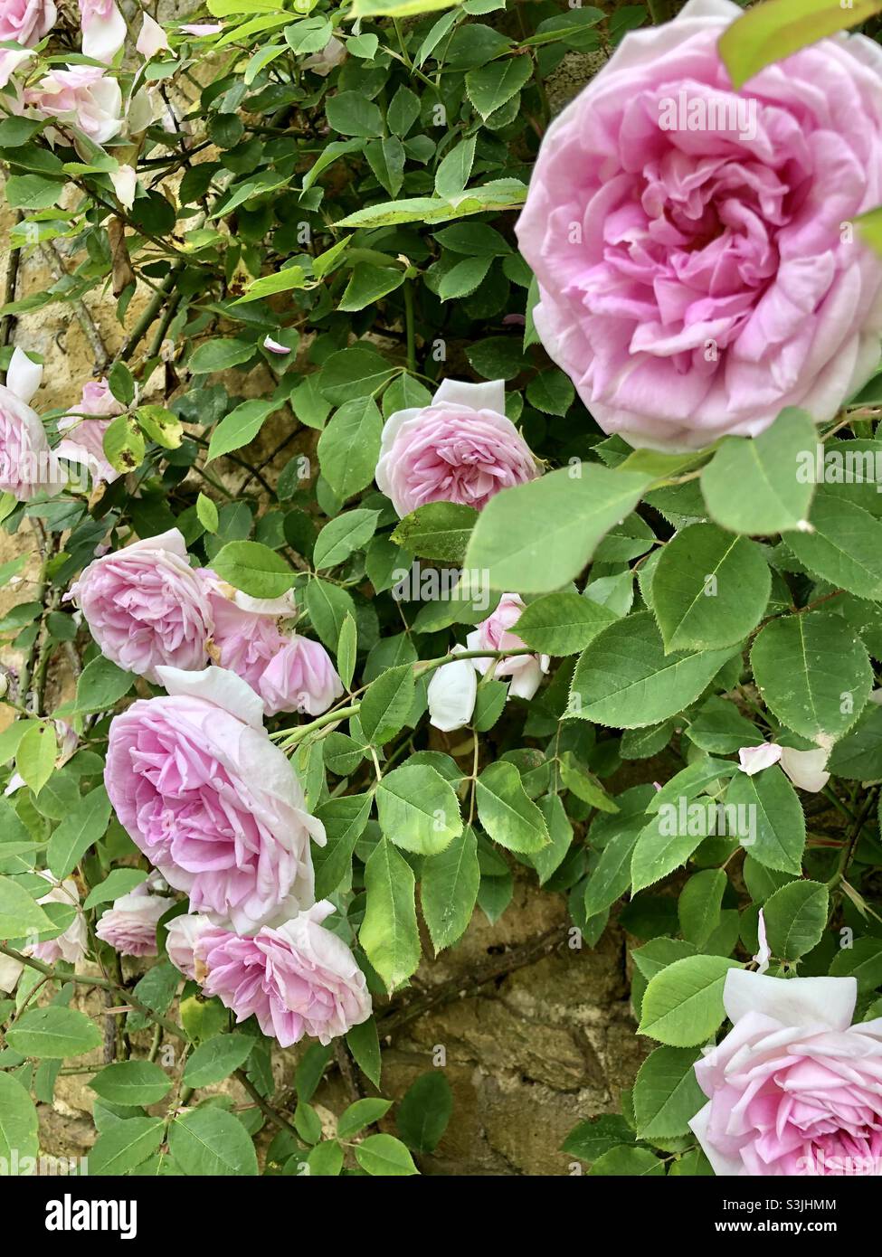 Climbing rose wall hi-res stock photography and images - Alamy