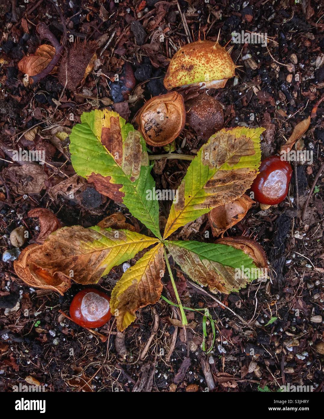 Autumn Leaf Saturation Stock Photo - Alamy