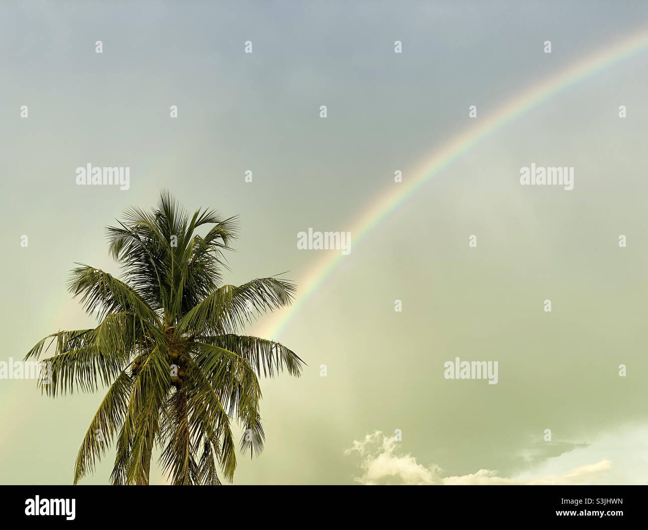 Rainbow over palm tree Stock Photo - Alamy