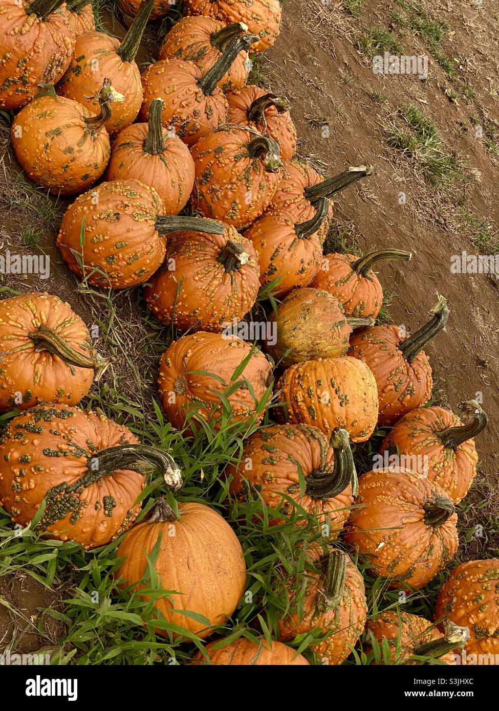 The twisted stem hi-res stock photography and images - Alamy