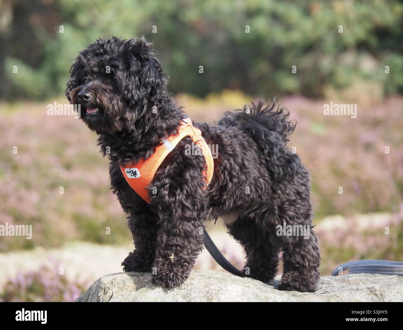 Bollipoo hi-res stock photography and images - Alamy