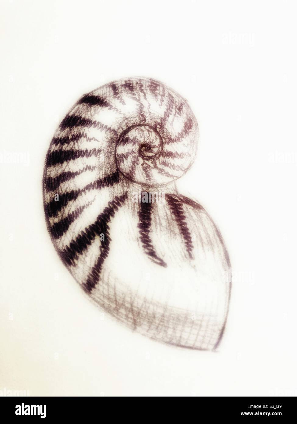 Pen shell illustration hi-res stock photography and images - Alamy