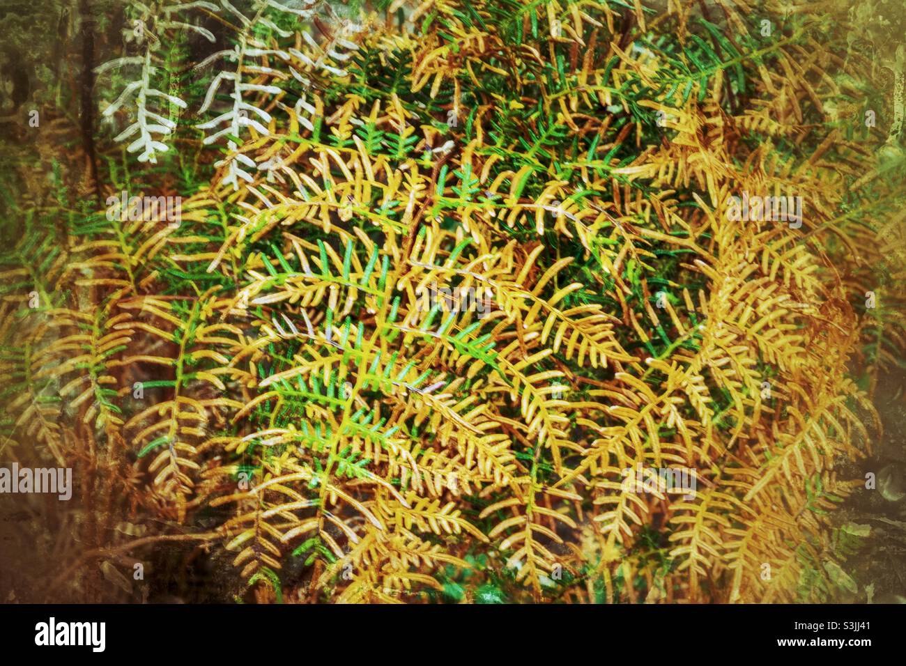 Autumn foliage colours Stock Photo - Alamy