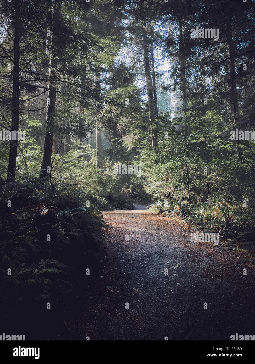 Misty evergreen forest hi-res stock photography and images - Alamy