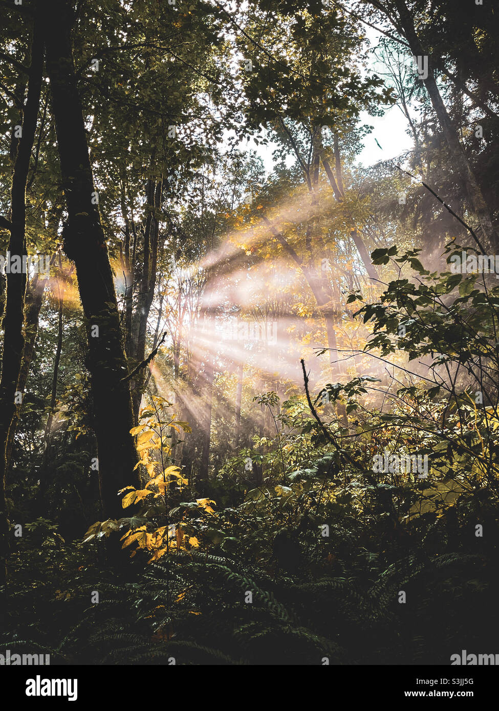 Sunbeams sun hi-res stock photography and images - Alamy
