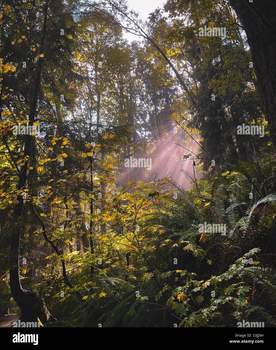 Sun light beam hi-res stock photography and images - Alamy