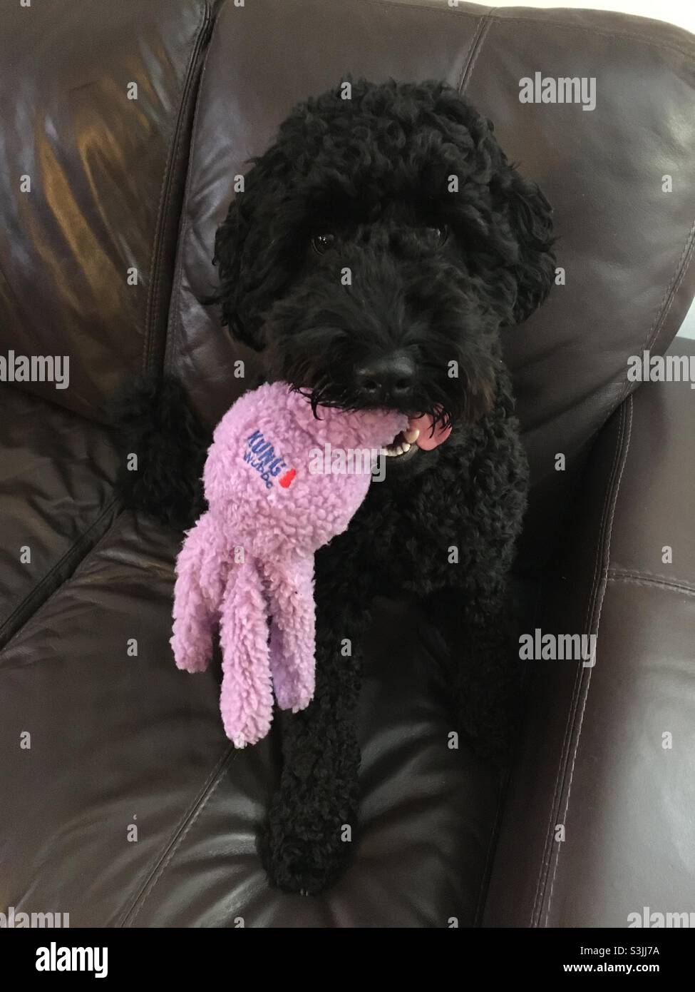 Archie the bear hi-res stock photography and images - Alamy