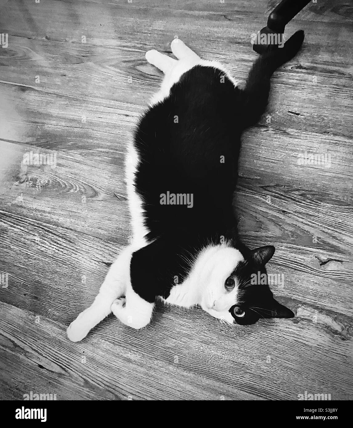 Rescue cat hi-res stock photography and images - Alamy