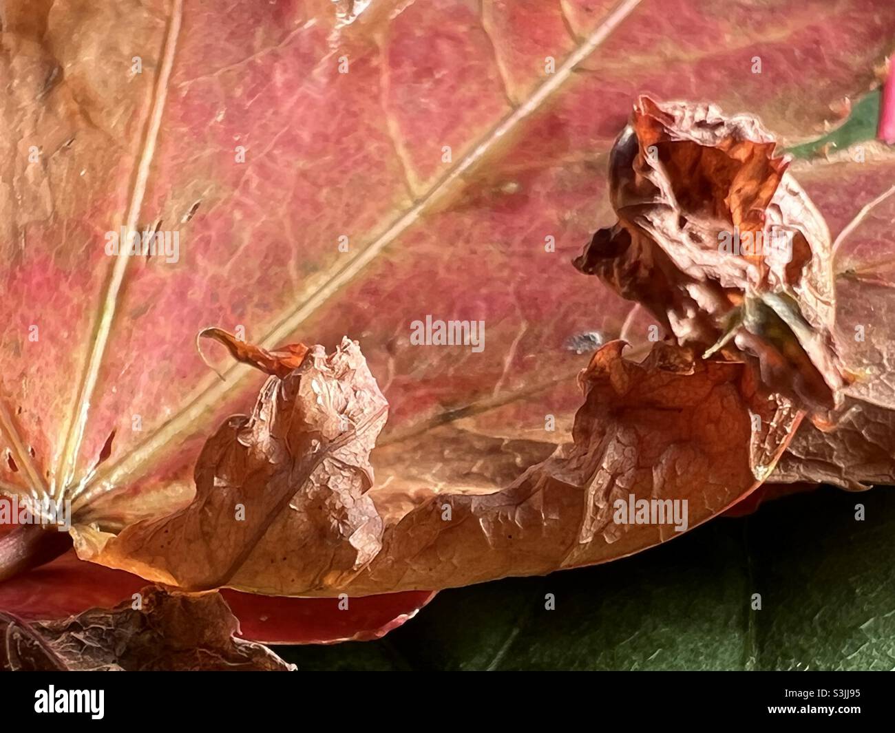 Leafy green leaves hi-res stock photography and images - Alamy