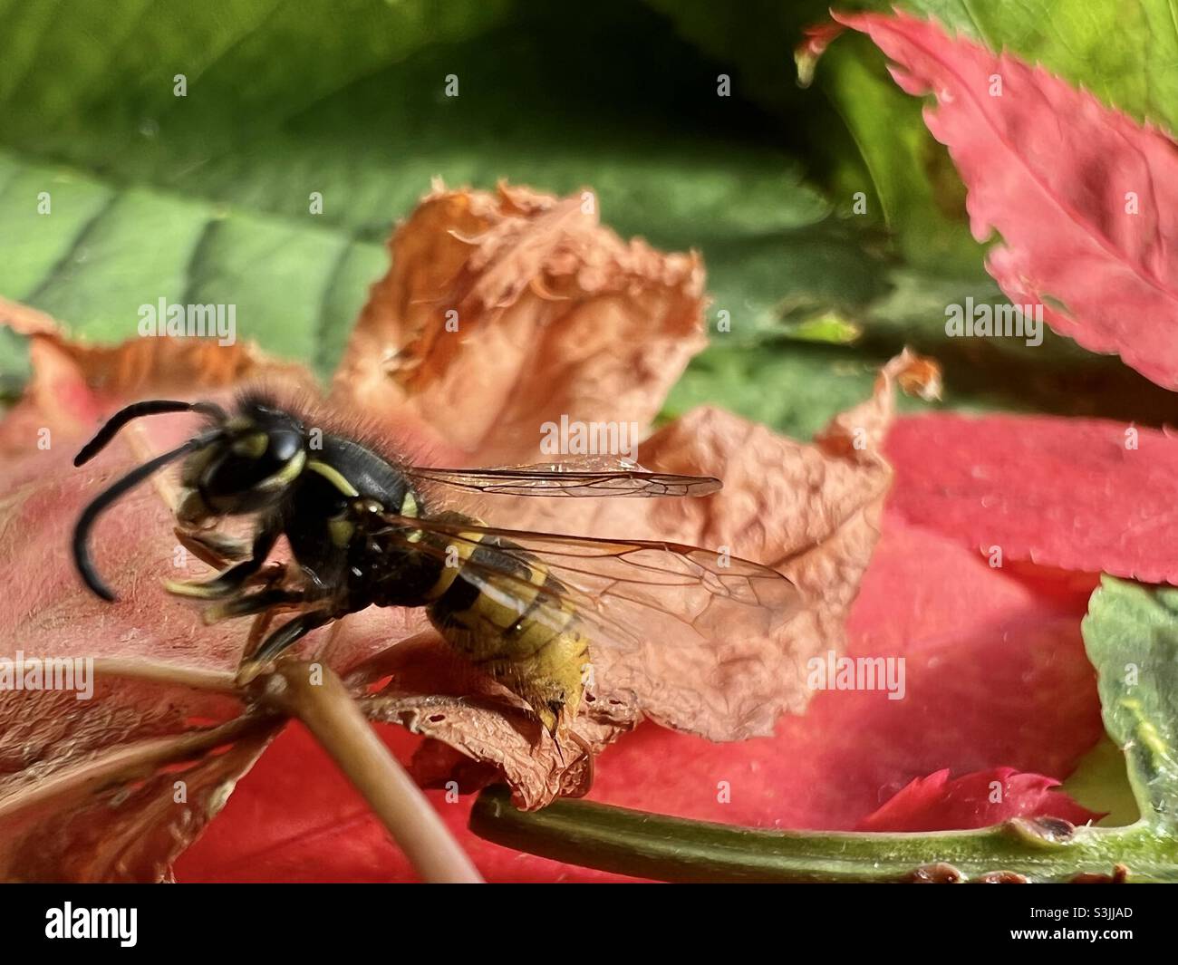 Macro photograph of a wasp on a leaf Stock Photo - Alamy