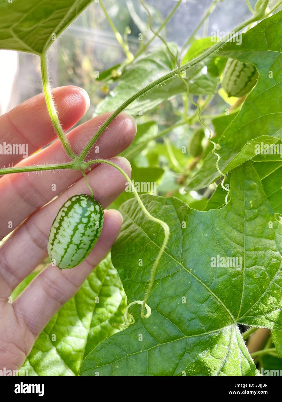 Cucamelon growing in a greenhouse, England Stock Photo - Alamy