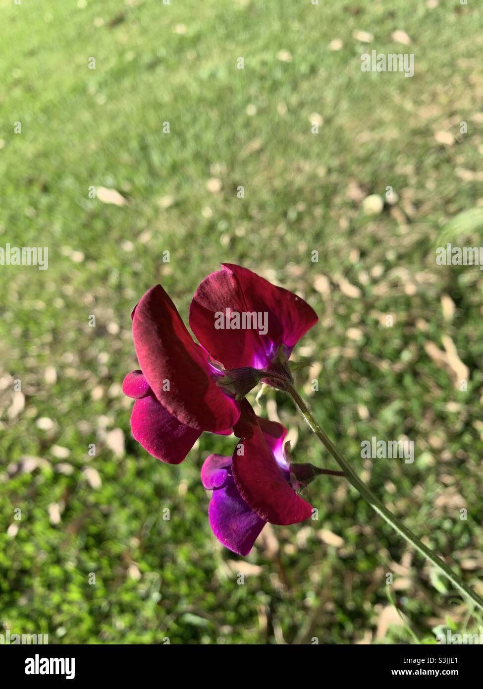 Floreciendo hi-res stock photography and images - Alamy