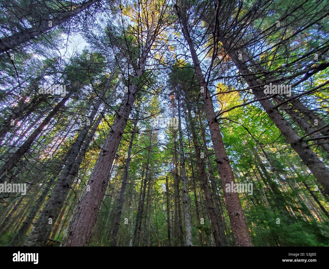 Tall trees forest hi-res stock photography and images - Alamy