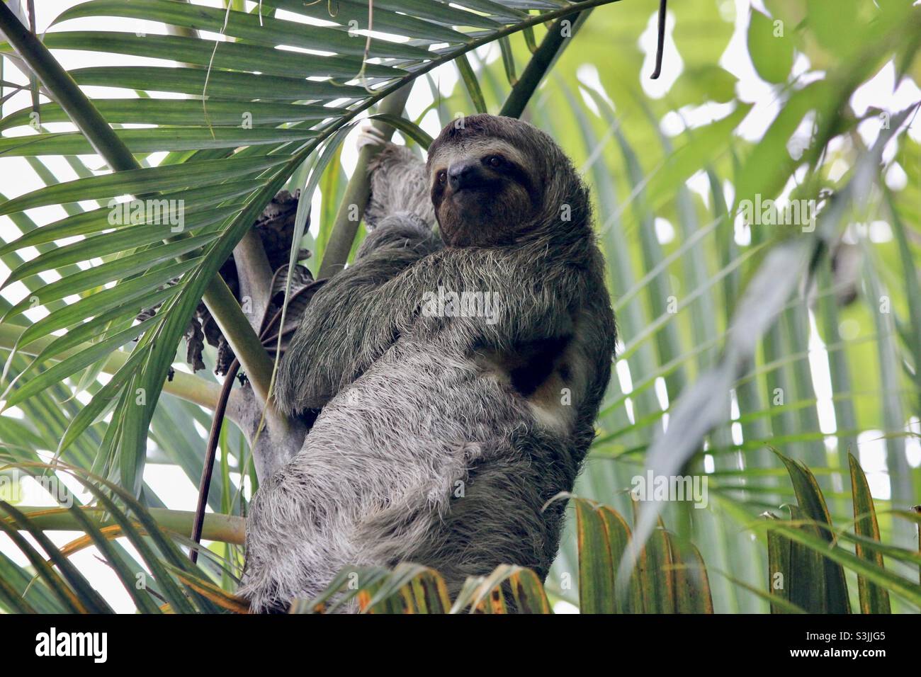 Sloth photography hi-res stock photography and images - Alamy