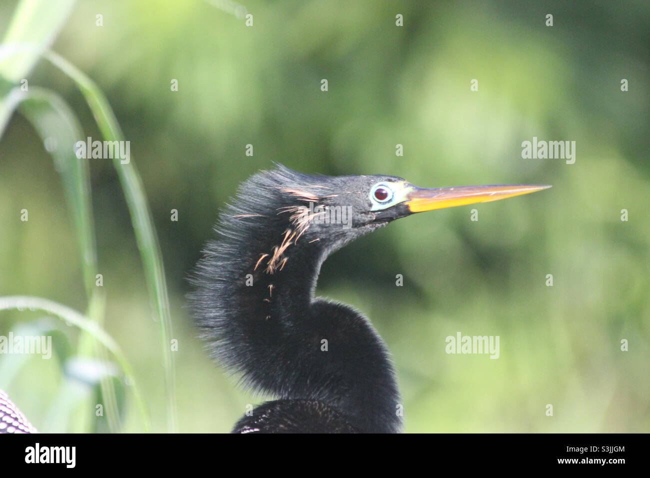 Garza hi-res stock photography and images - Alamy