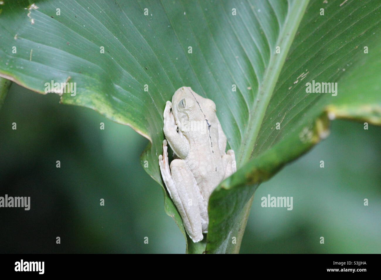 Frog sleeping hi-res stock photography and images - Alamy