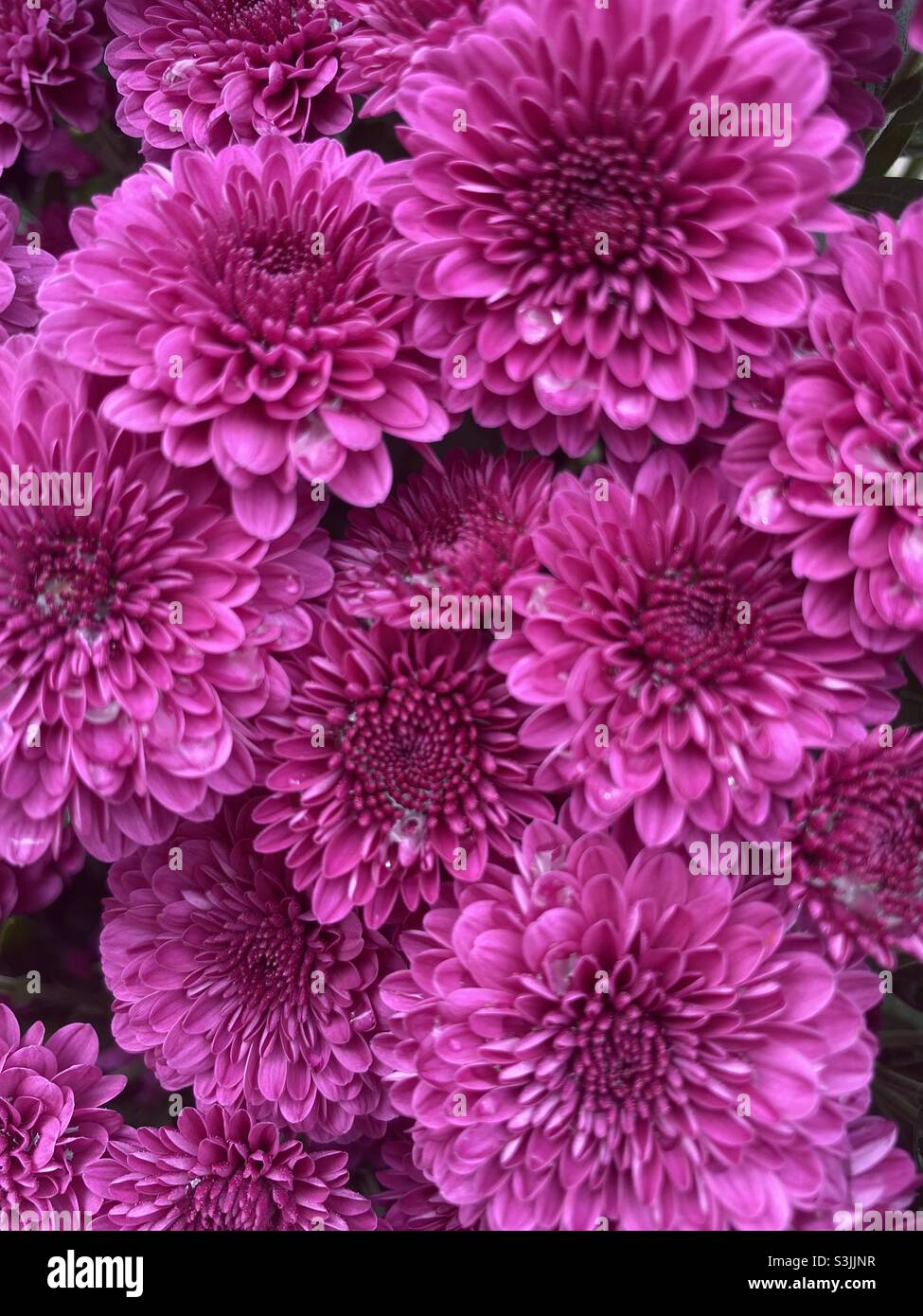 Fall Mums High Resolution Stock Photography and Images - Alamy