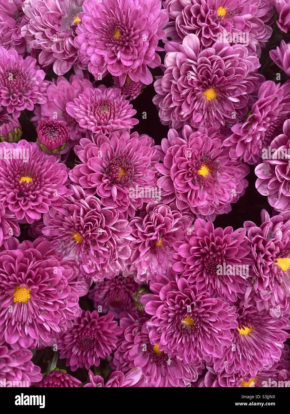 Yellow Mums High Resolution Stock Photography and Images - Alamy